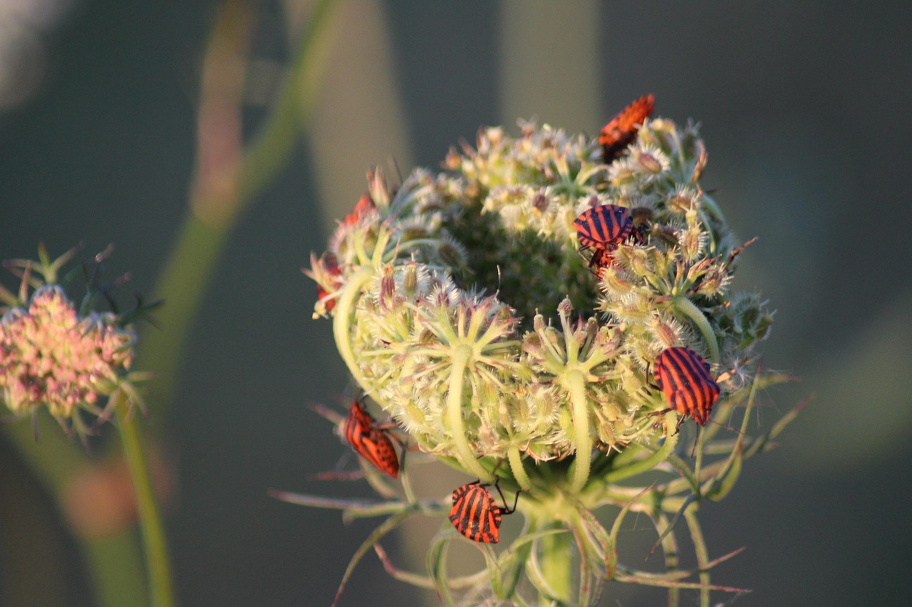 Wildpflanze Natur Wilde Blumen - Kostenloses Foto auf Pixabay