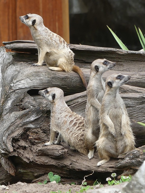 Animales Suricata Naturaleza - Foto gratis en Pixabay - Pixabay