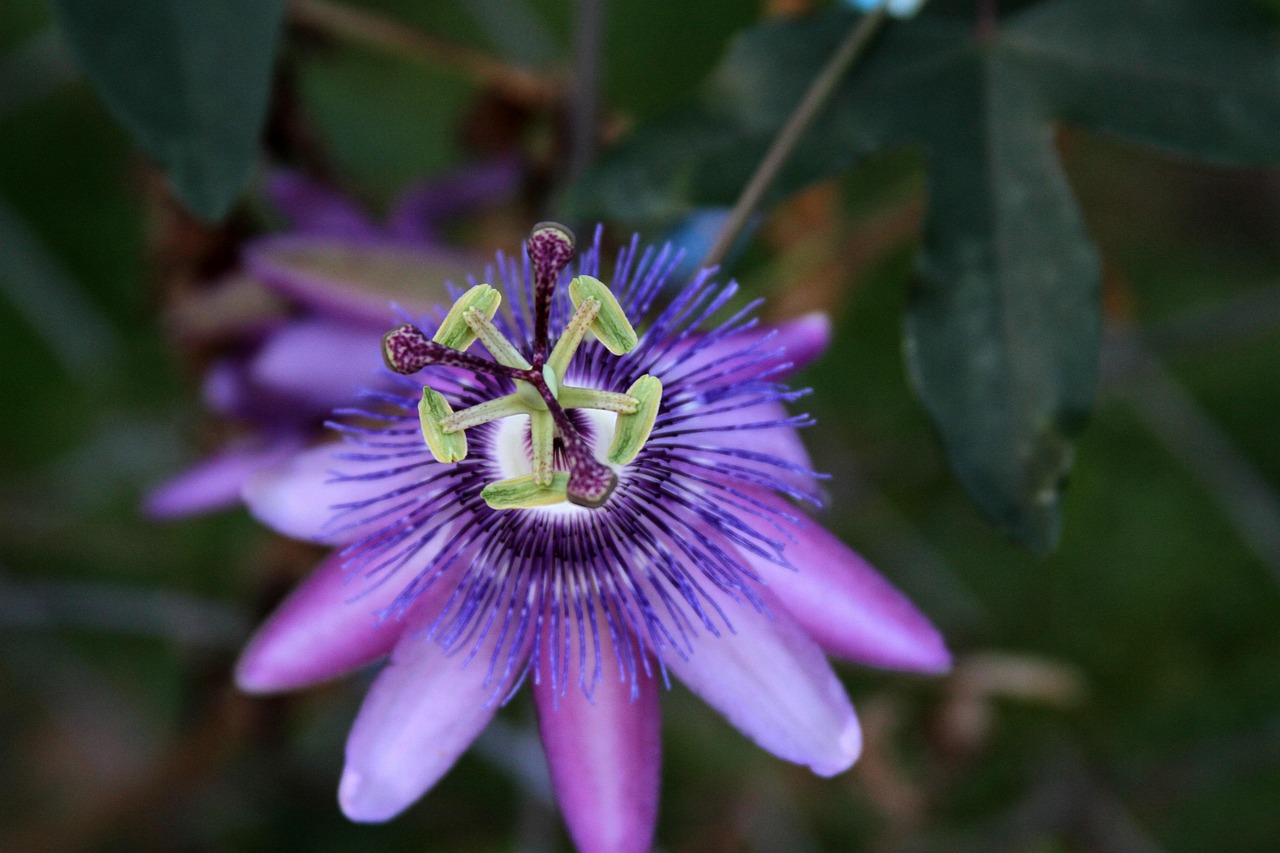 100+ Free Passionflower & Flower Photos - Pixabay