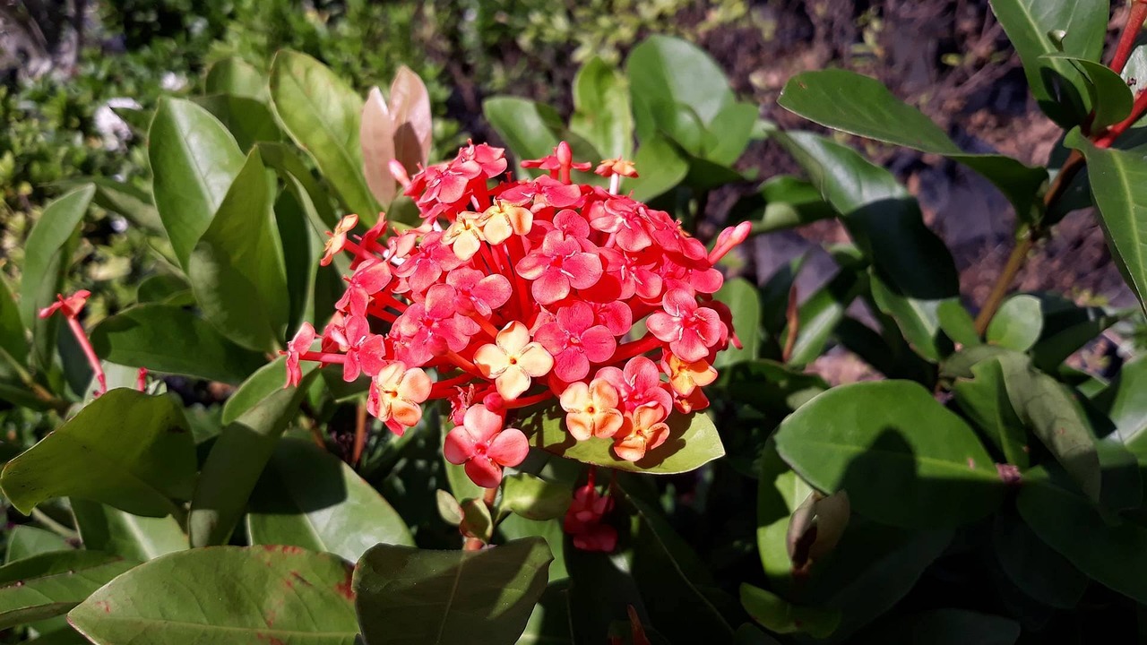 Plantas Naturaleza Natural - Foto gratis en Pixabay - Pixabay