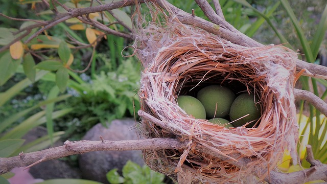 Bird Nest New Real Nature - Free photo on Pixabay - Pixabay