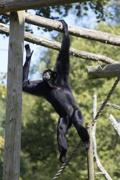 Monkey Zoo Animal Hanging - Free photo on Pixabay - Pixabay