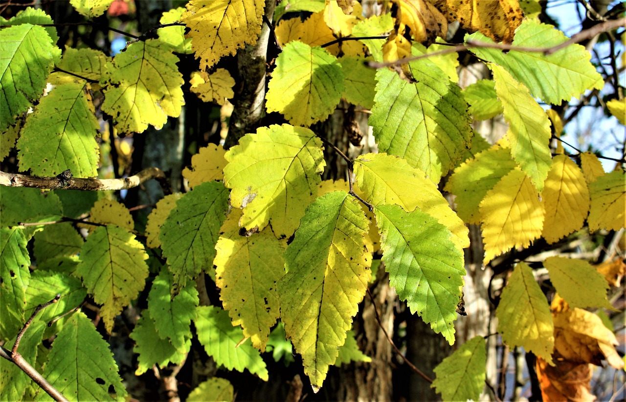 Otoño Hojas Amarillas Hoja De - Foto gratis en Pixabay - Pixabay