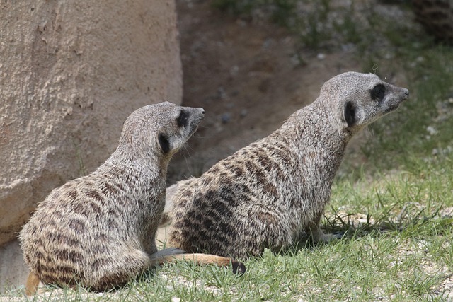 Las Suricatas Animales - Foto gratis en Pixabay - Pixabay