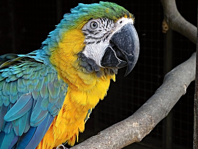 Yellow Macaw Era Bird - Free photo on Pixabay - Pixabay