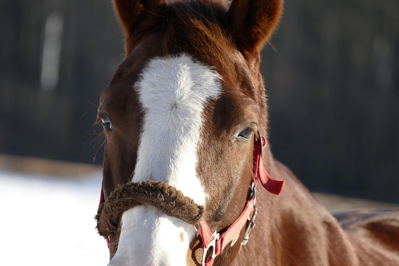Caballo Cabeza De Semental - Foto gratis en Pixabay - Pixabay
