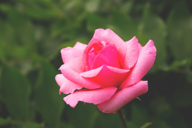 50+ Free Feminine Desktop & Background Images - Pixabay