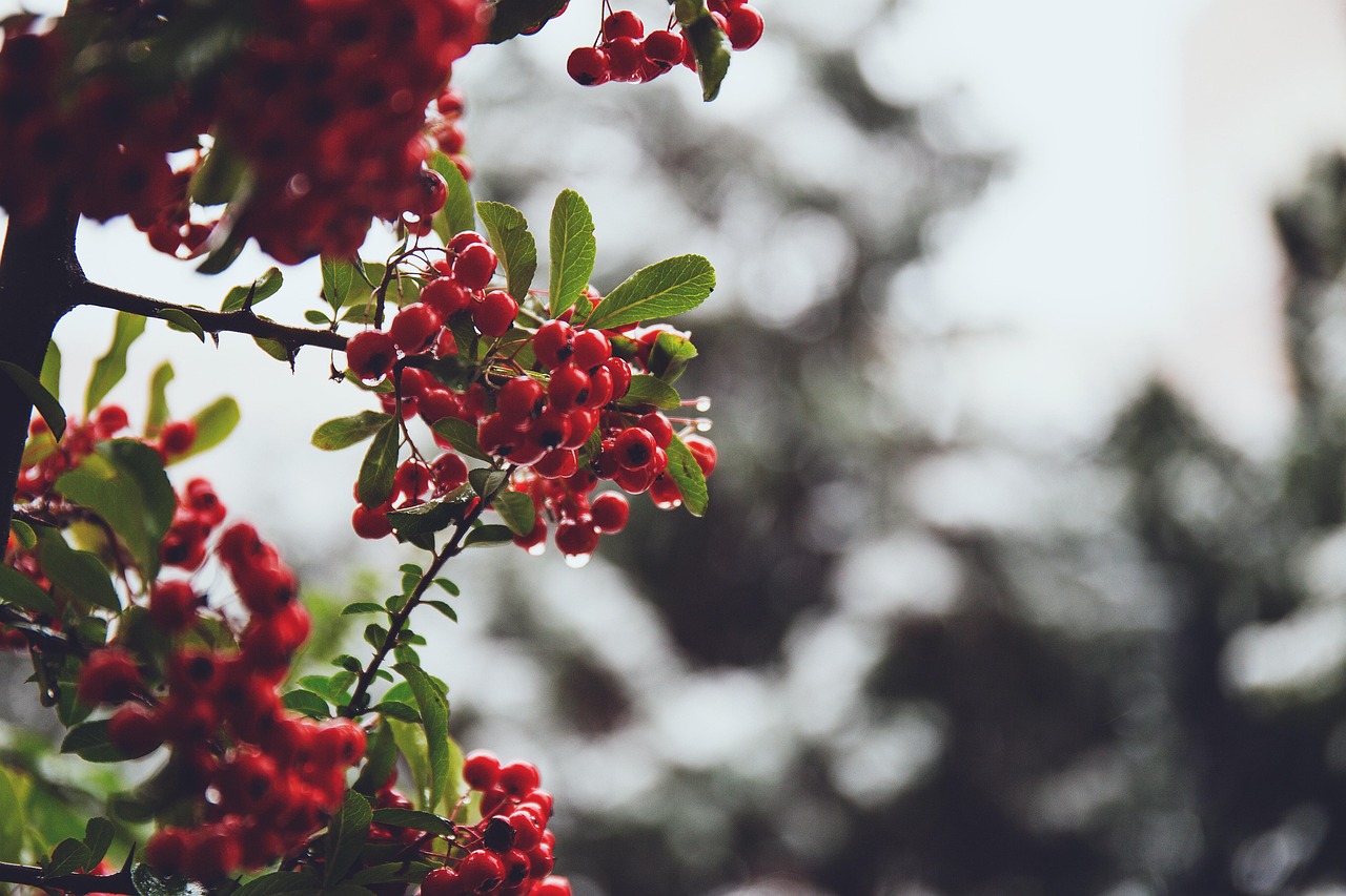 100,000+ Free Mountain Dew & Dew Images - Pixabay