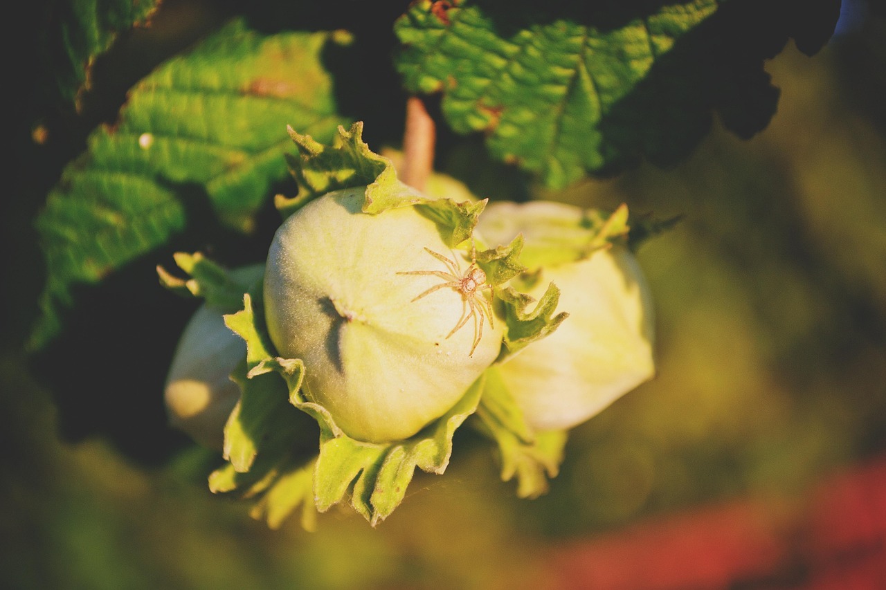 How to Grow: Nut Bushes | Gardening with Charlie