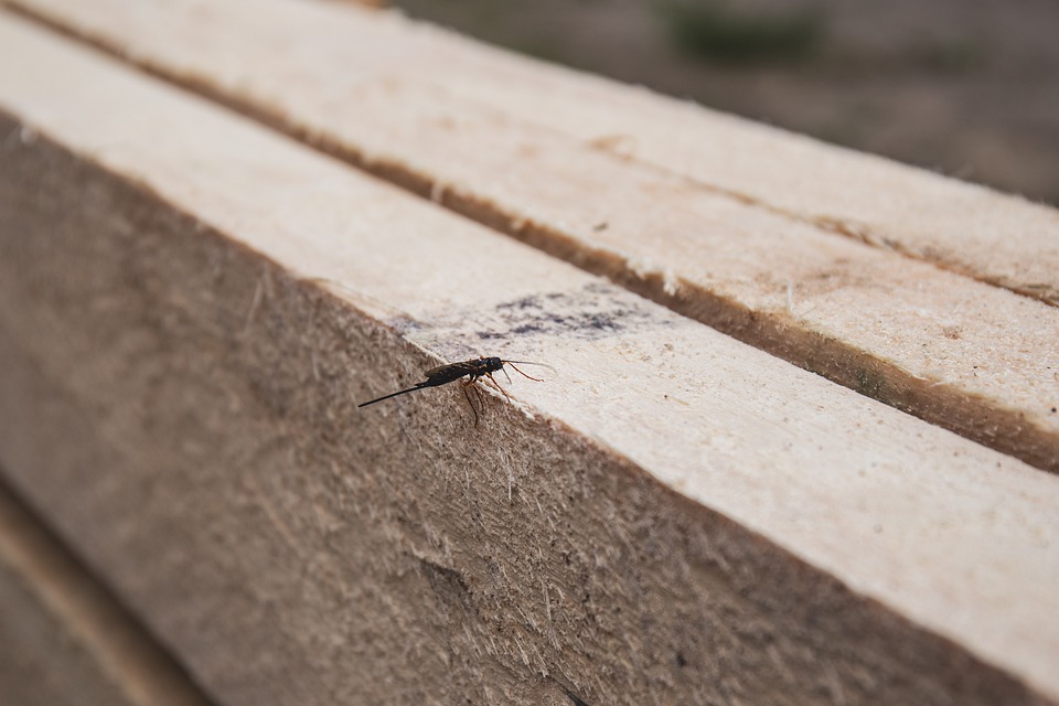 Nature Conseil Planches - Photo gratuite sur Pixabay - Pixabay