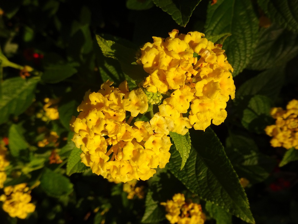 Flores Amarillas Jardín Otoño - Foto gratis en Pixabay - Pixabay