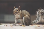 7 Red squirrel Synonyms. Similar words for Red squirrel.