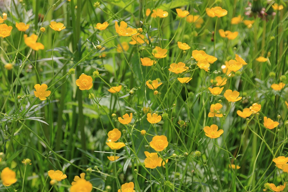 Blumenwiese Blumen Wiese - Kostenloses Foto auf Pixabay - Pixabay