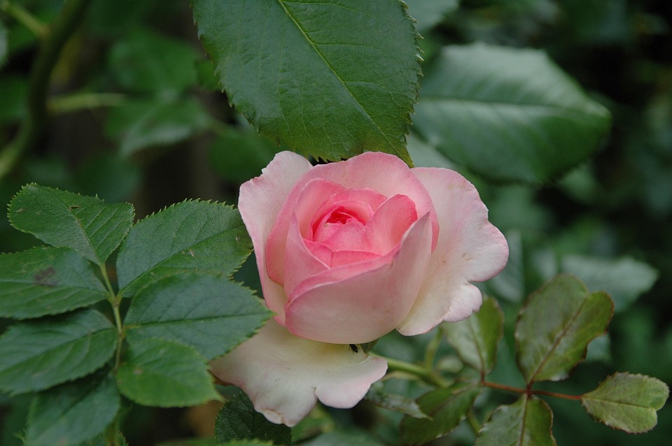 Rose Noble Fleur - Photo gratuite sur Pixabay - Pixabay