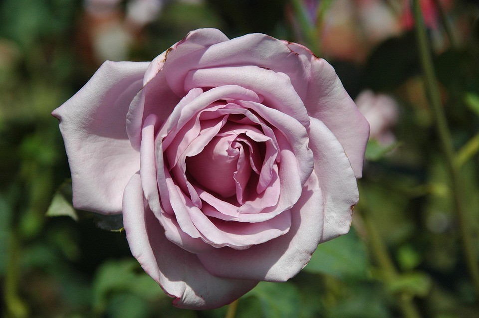 Noble Rose Flower Lilac - Free photo on Pixabay