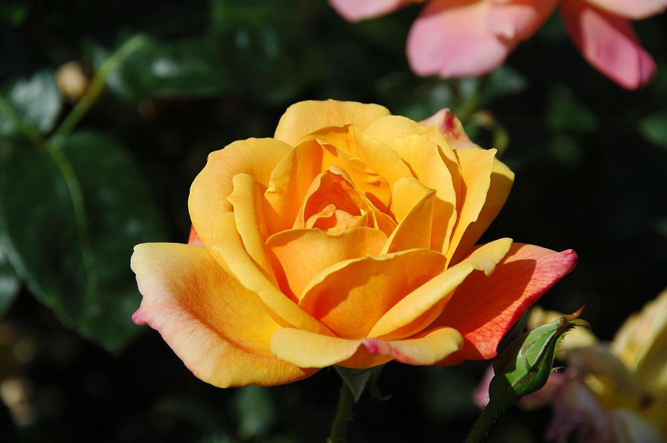 Noble Rosa Flor Amarillo - Foto gratis en Pixabay - Pixabay