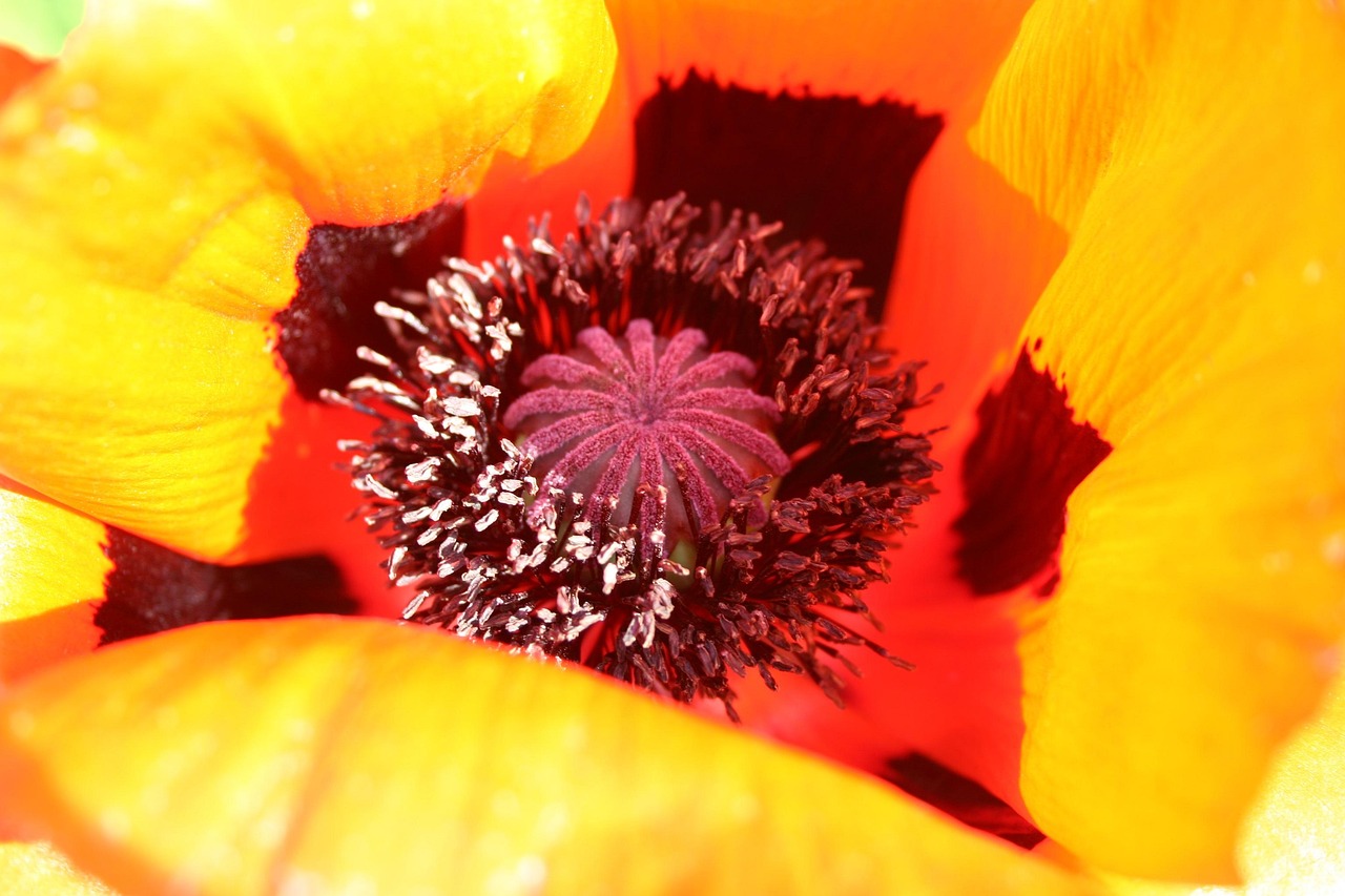 Poppy Blossom Bloom - Free photo on Pixabay - Pixabay