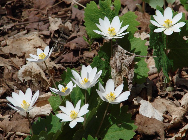 20+ Free Bloodroot & Nature Images - Pixabay