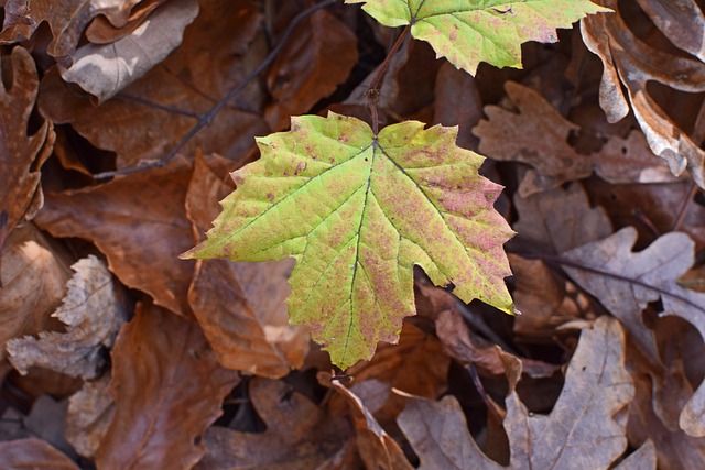 Maple Berubah Warna Bibit Pohon - Foto gratis di Pixabay - Pixabay