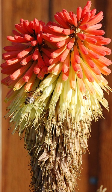 Pincel Indio Flor Oscuridad - Foto gratis en Pixabay - Pixabay