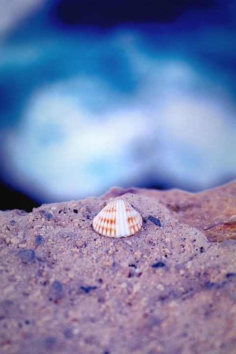 Muschel Meer Wasser - Kostenloses Foto auf Pixabay