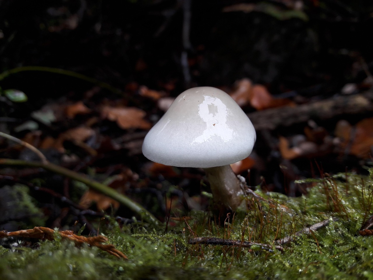 Paddestoel Paddenstoel Schimmel - Gratis foto op Pixabay - Pixabay
