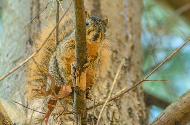 Squirrel Tree Animal - Free photo on Pixabay
