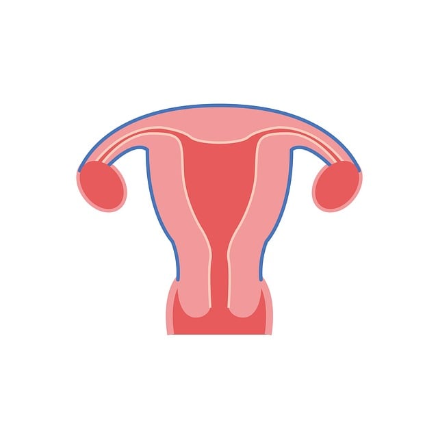 Download The Uterus, Uterus Shape, The Uterus Model. Royalty-Free Stock ...