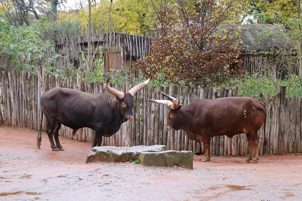 Bulls Two Animal - Free photo on Pixabay - Pixabay