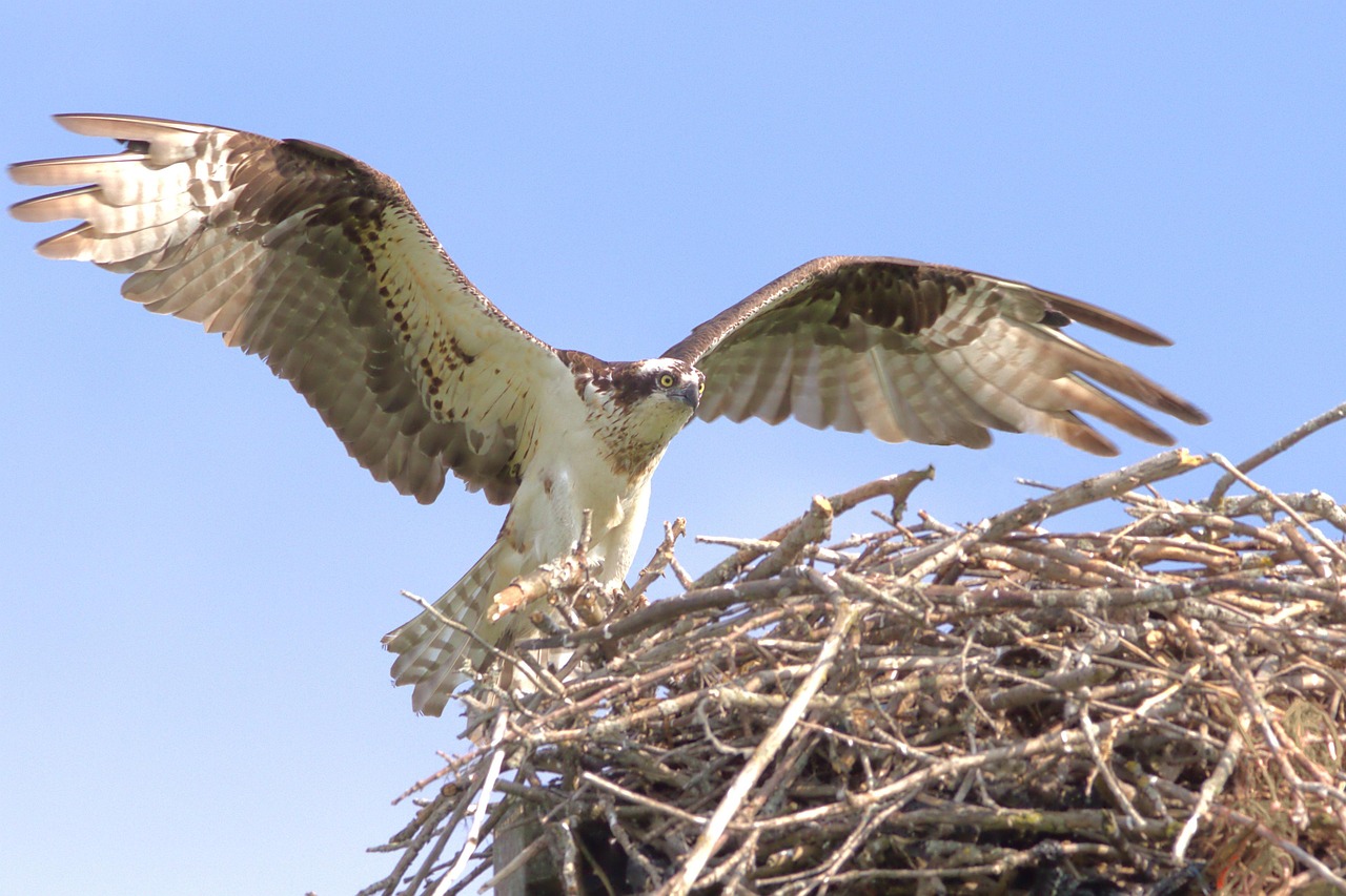 Osprey Hawk Bird - Free photo on Pixabay - Pixabay