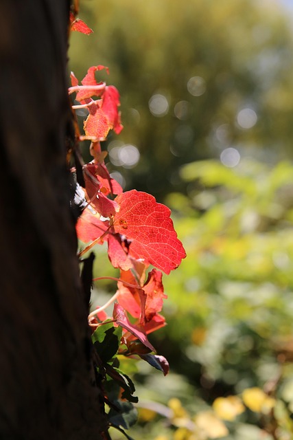 Automne Zhu Feuilles D'Automne - Photo gratuite sur Pixabay - Pixabay