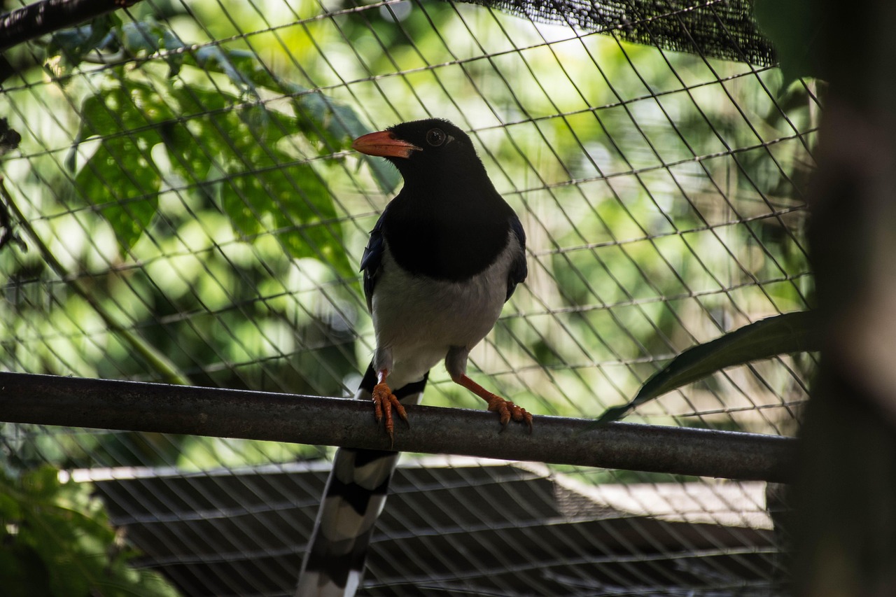 Pájaro Naturaleza Ave Volando - Foto gratis en Pixabay - Pixabay