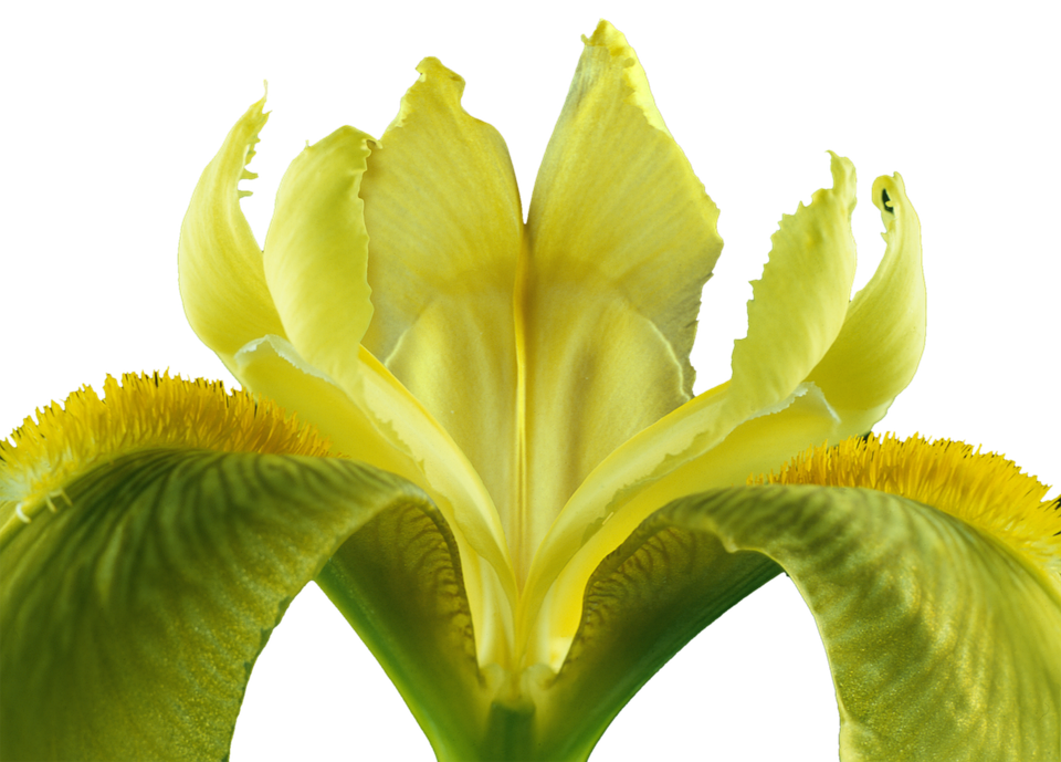 Iris Isolated Sword Lily - Free photo on Pixabay