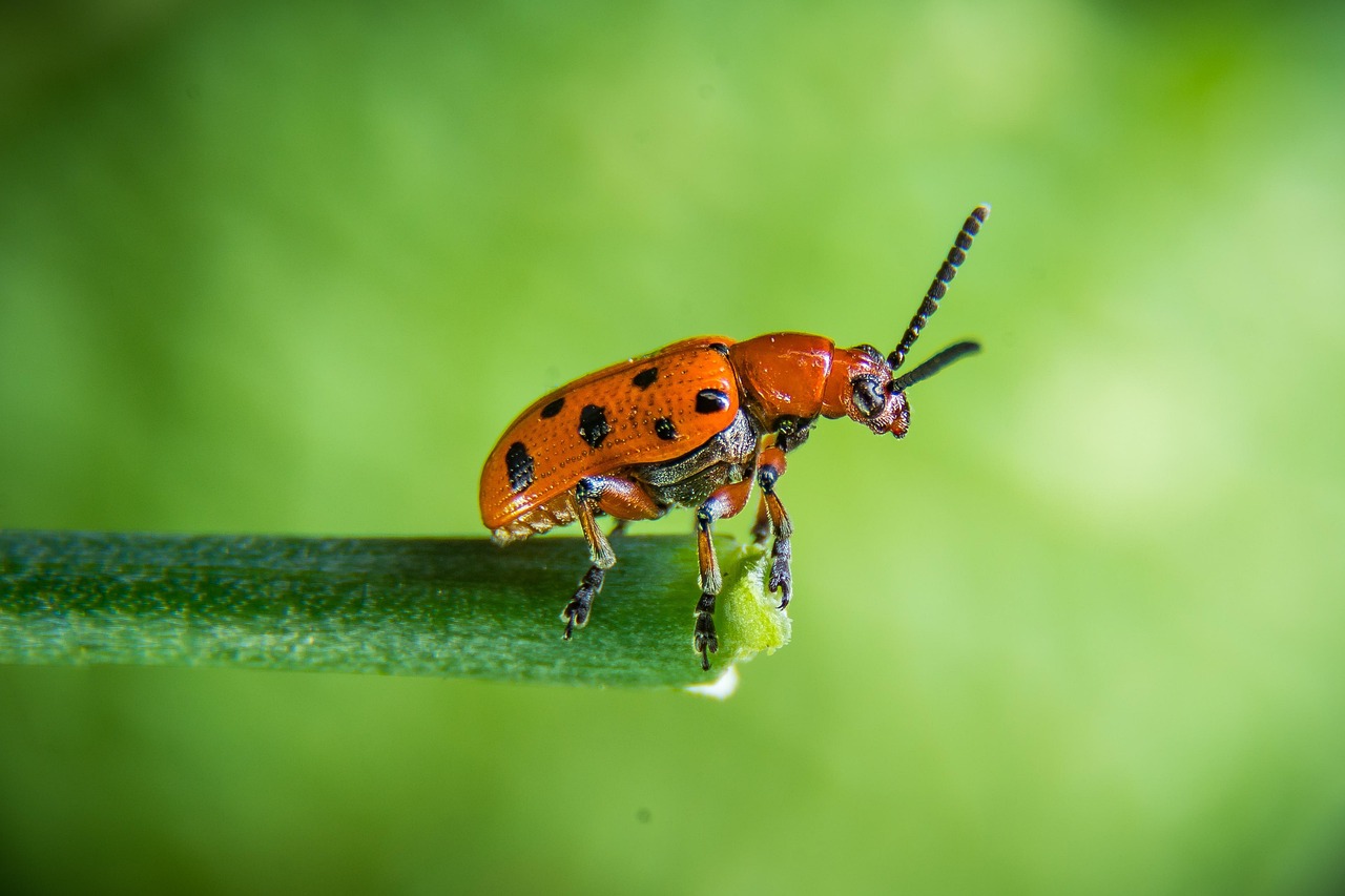 Beetle Rape Insects Red - Free photo on Pixabay - Pixabay