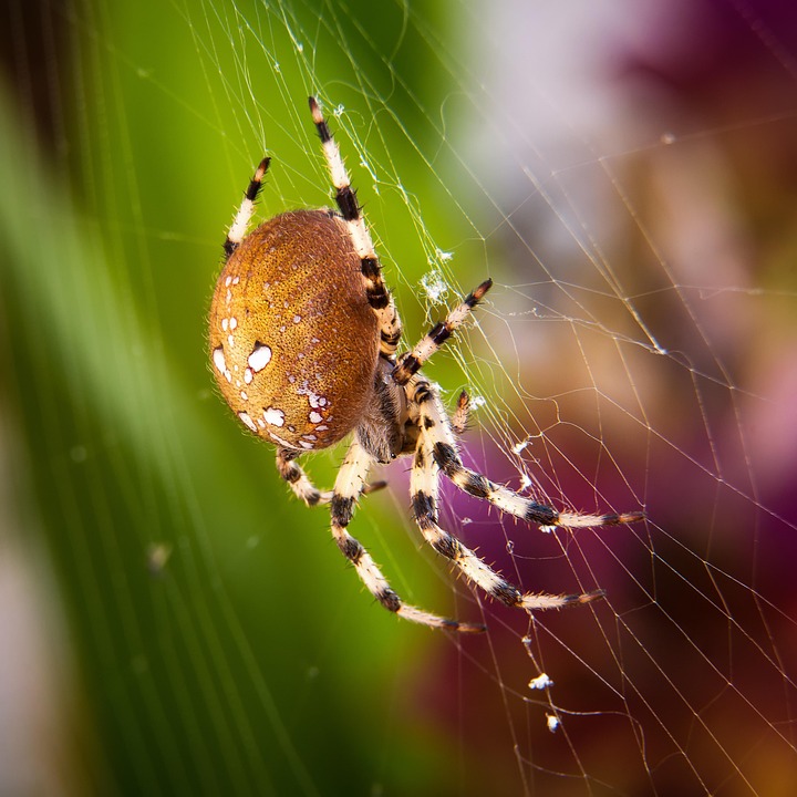 Ragno Macro A Quattro Punti - Foto gratis su Pixabay - Pixabay