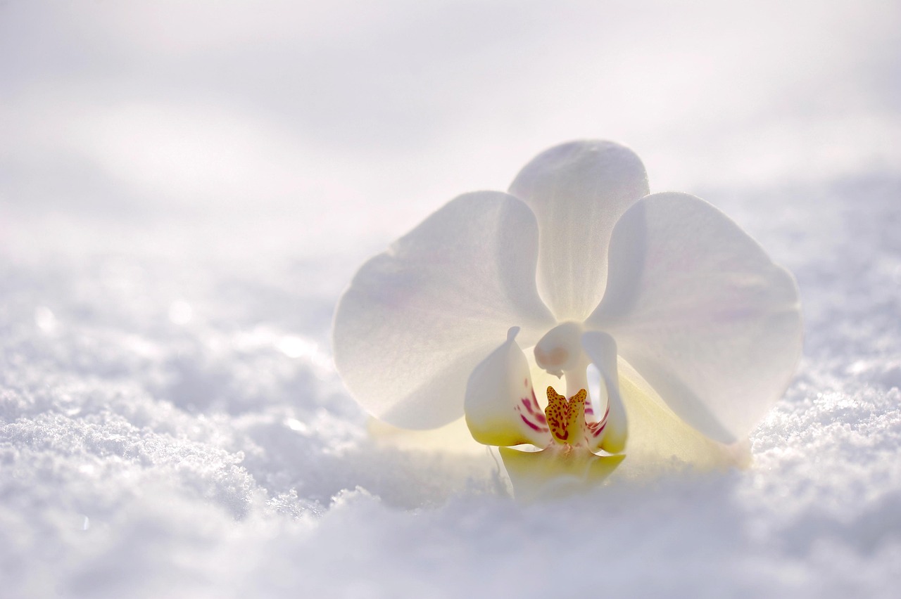 Orchid Flower Blossom - Free photo on Pixabay - Pixabay