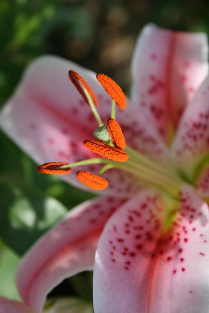 Flor Lirio Color De Rosa - Foto gratis en Pixabay - Pixabay