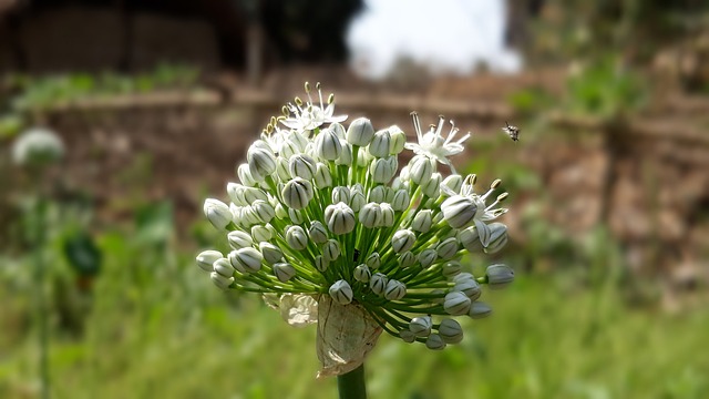 Fleur D'Oignon Fermer - Photo gratuite sur Pixabay - Pixabay