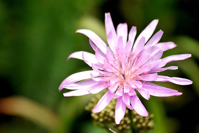Flower Pink Macro - Free photo on Pixabay