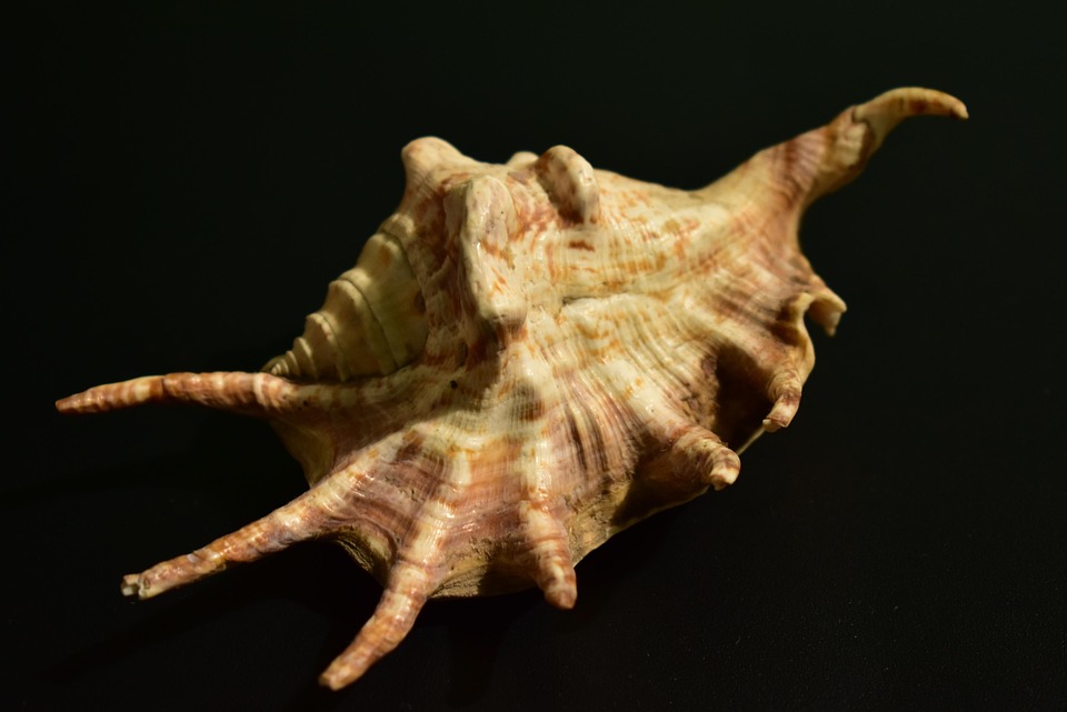 Shell Mollusk Snail - Free photo on Pixabay - Pixabay