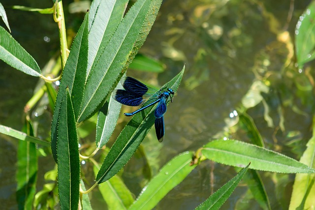 Demoiselle Insect Blue - Free photo on Pixabay - Pixabay