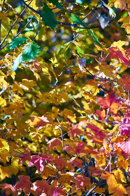 Autumn Season View - Free photo on Pixabay