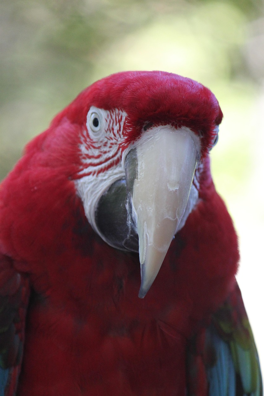 Perroquet Oiseau Nature Animal De - Photo gratuite sur Pixabay - Pixabay