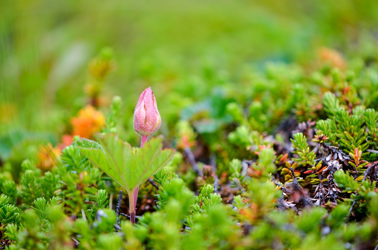 10+ Free Cloudberry & Cranberry Images - Pixabay