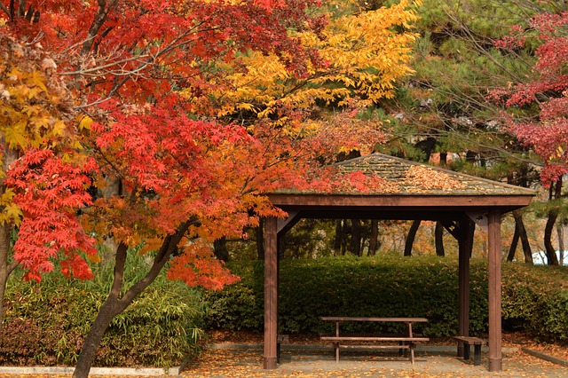 Autumn Leaves Tree - Free photo on Pixabay - Pixabay