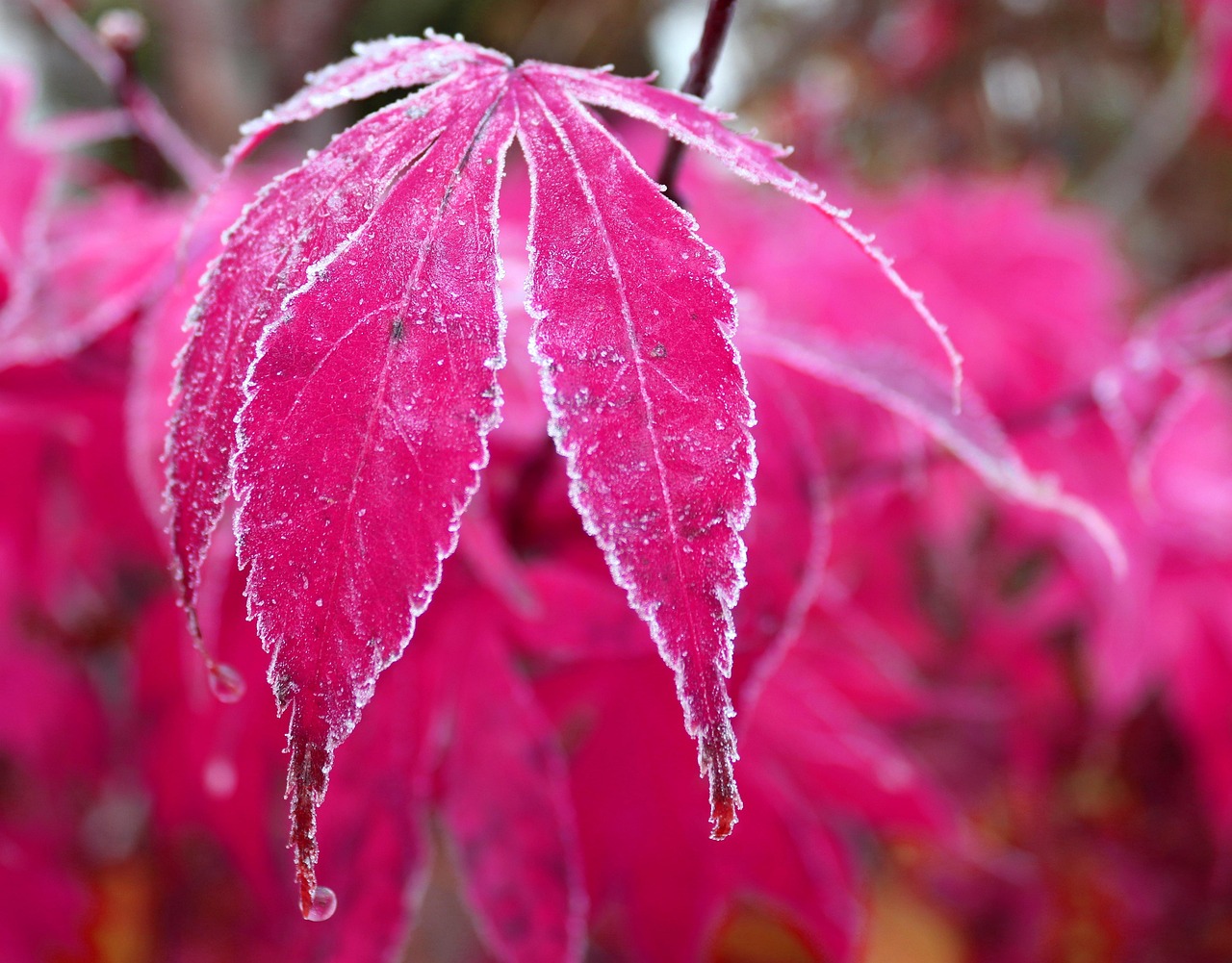 90+ Free Norway Maple Autumn & Norway Maple Images - Pixabay