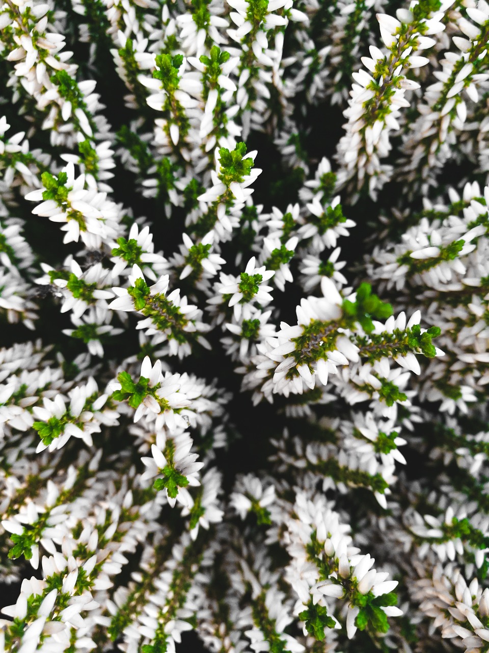 Plantes Nature En Plein Air - Photo gratuite sur Pixabay - Pixabay