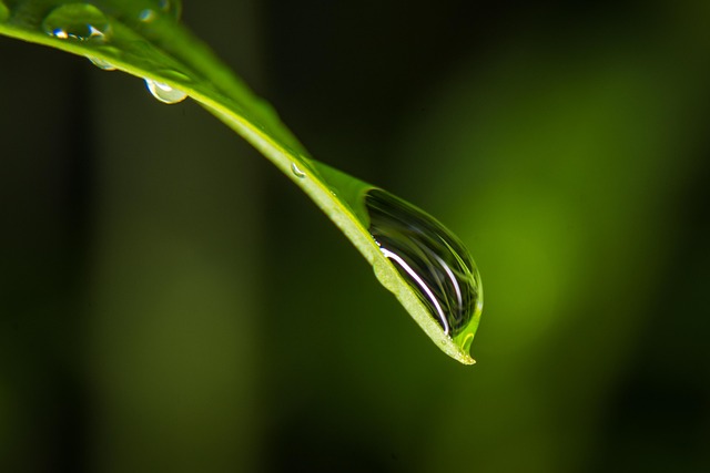 Tetesan Air Daun Hijau - Foto gratis di Pixabay