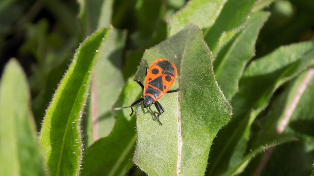 Pyrrhocoris Apterus Beetle La - Photo gratuite sur Pixabay - Pixabay
