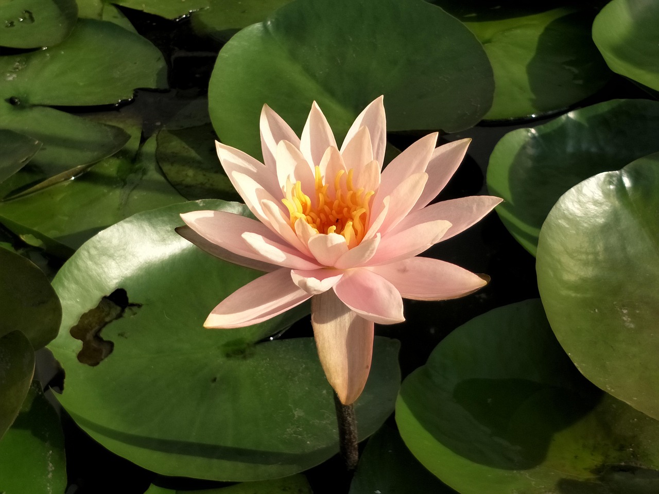 Lotus Free Photo On Pixabay Pixabay